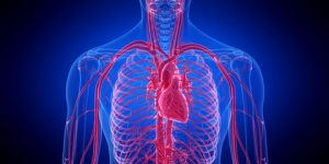 Cardarine: O que é, como funciona e quais são os seus benefícios para a ...